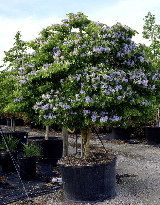 In The Garden: Lignum vitae is known as the Tree of Life - SANIBEL ...